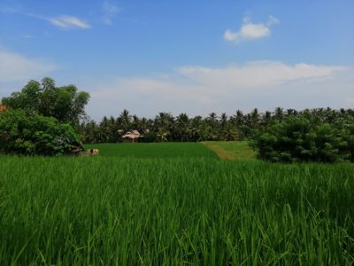 Ubud en 3 jours : le kajeng rice field